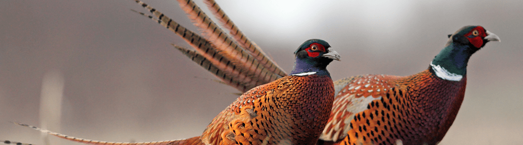 Pheasant Stocking FAQs - Pheasants Forever Calgary