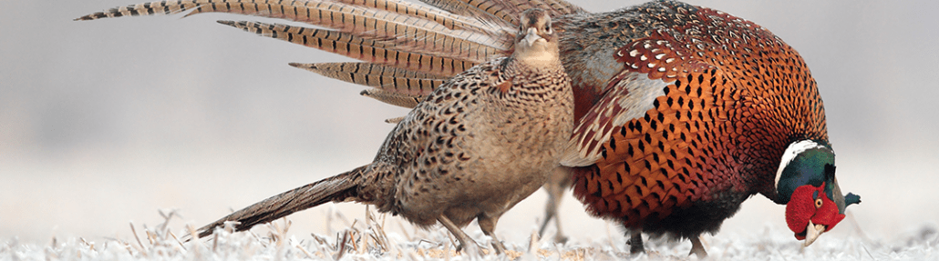 Pheasants Forever Calgary – Habitat Conservation Organization Calgary